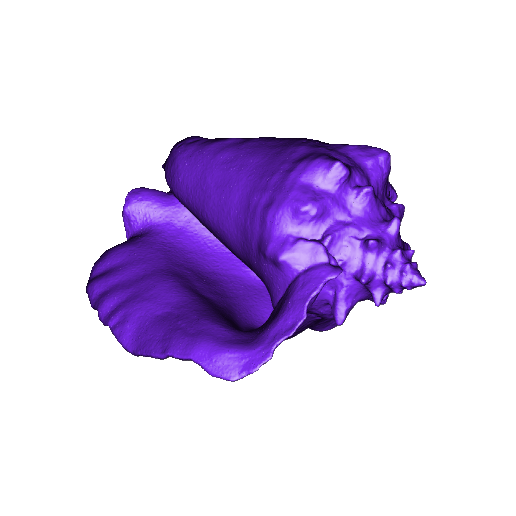 Free STL file Two Sea Shells 🐚 ・3D printing design to download・Cults