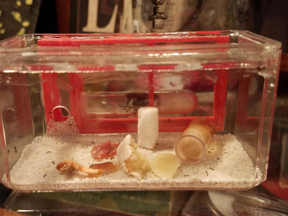 Free STL file Small Test Tube Formicarium Ant Farm 🤏・Object to download ...