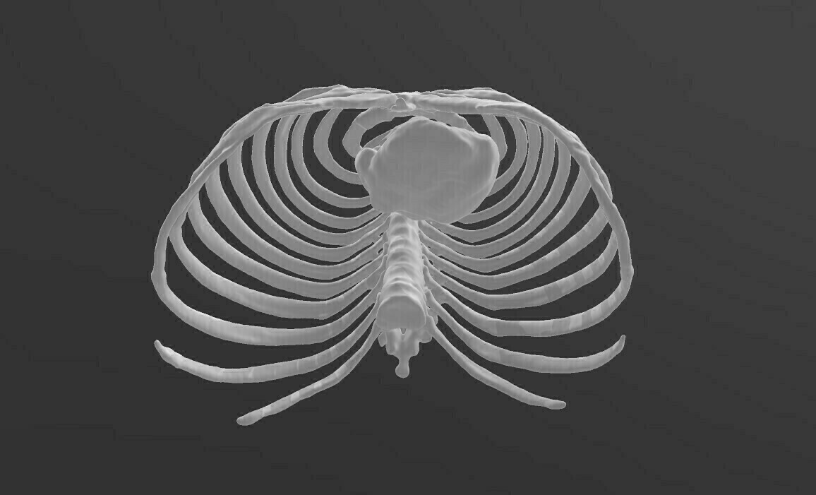 💊 ribs cage toracic・ STL File for 3D printing・Cults