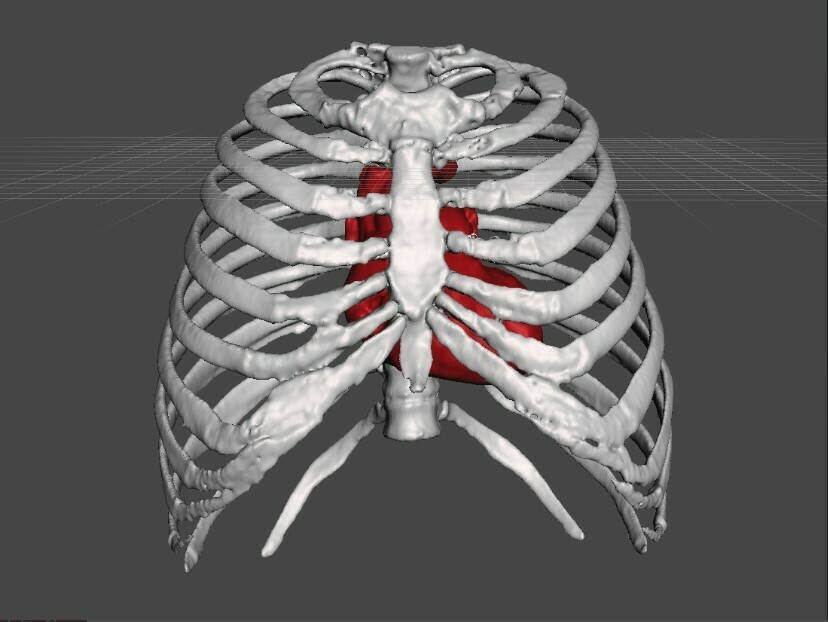 Archivo STL ribs cage toracic 💊 ・Diseño imprimible en 3D para descargar ...