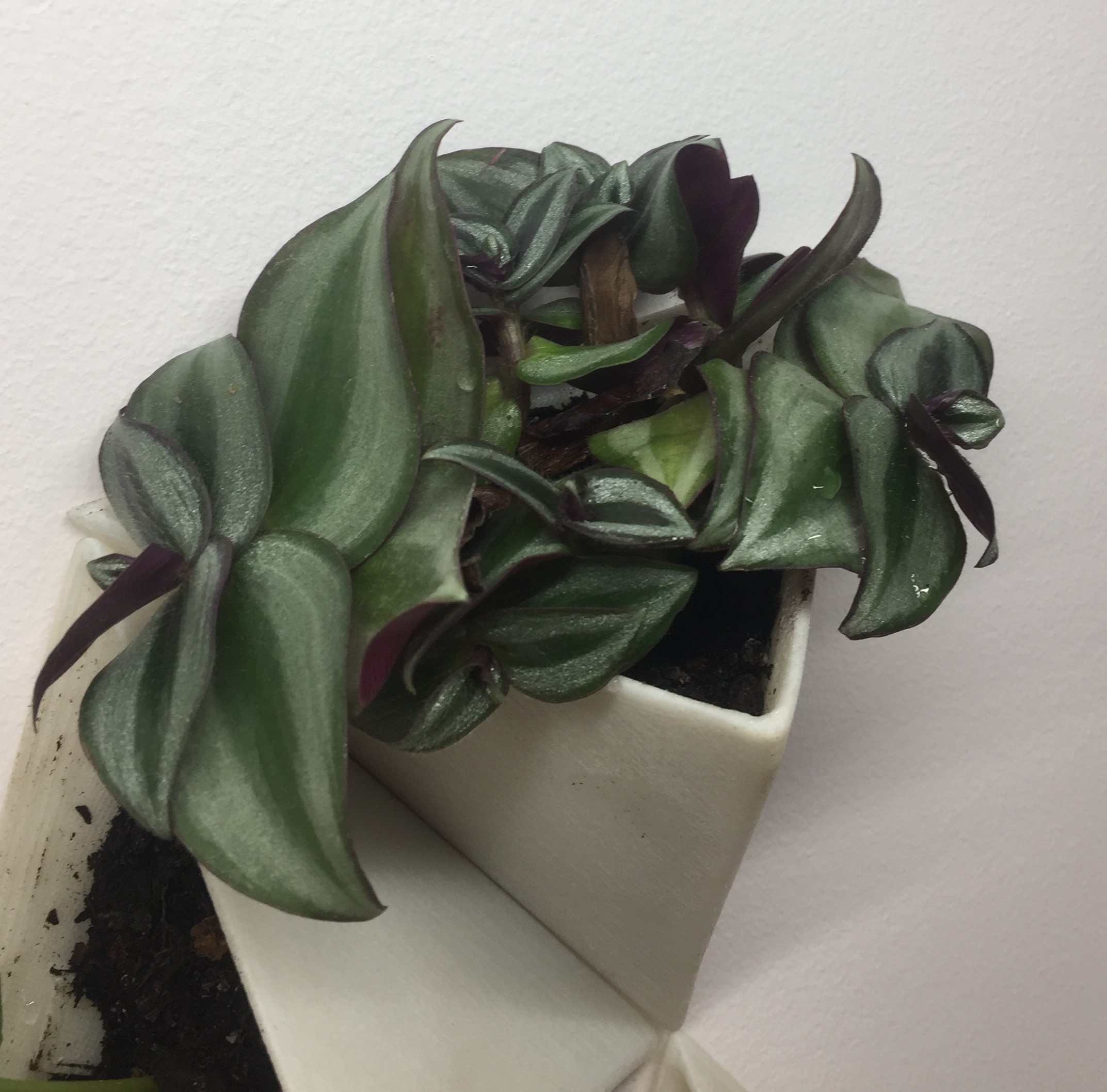 🌿 Plant Triangle・Free STL File for ・Cults