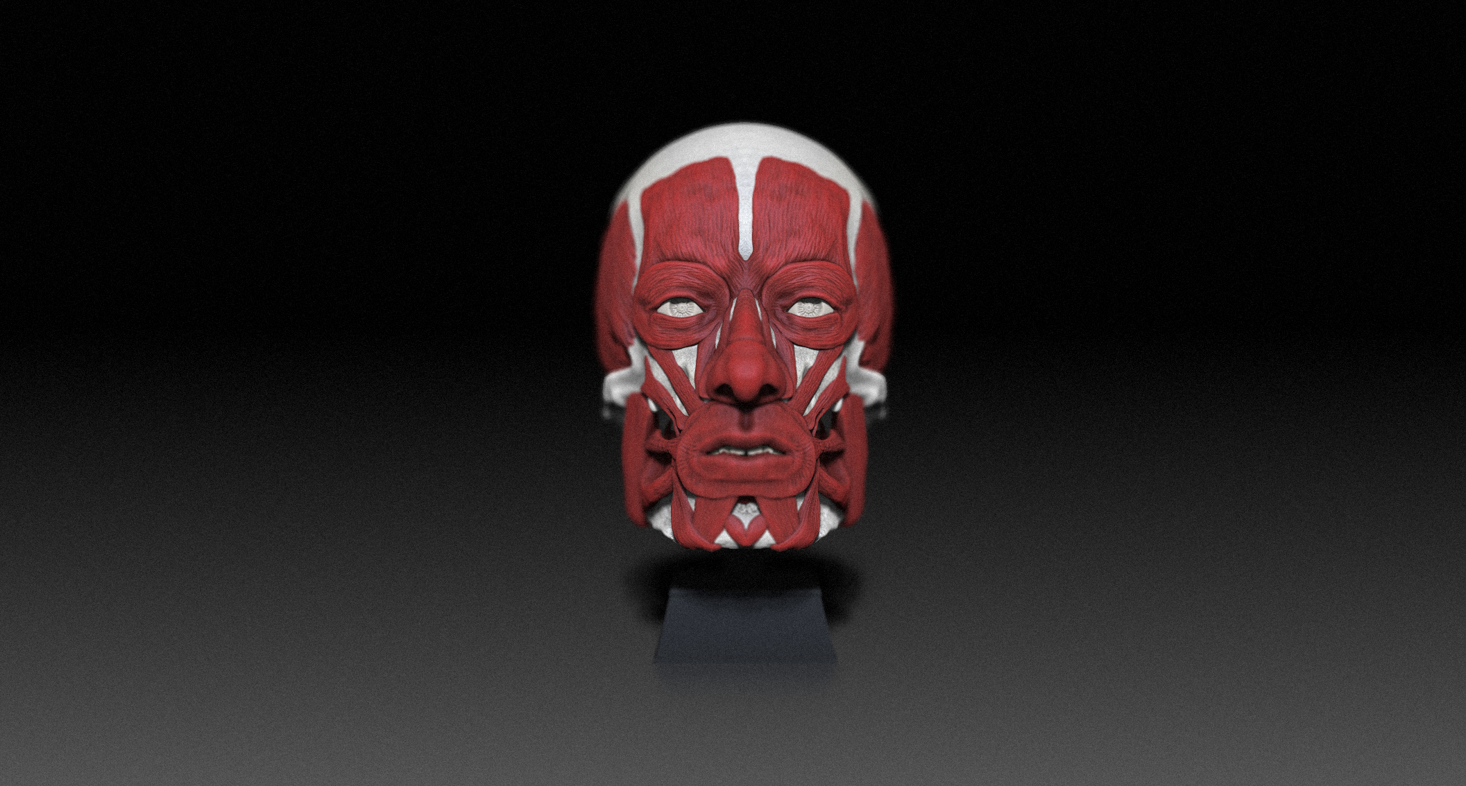 🩻 Human Head - Anatomy - Facial Muscles - Reference Tool・Archivo STL ...