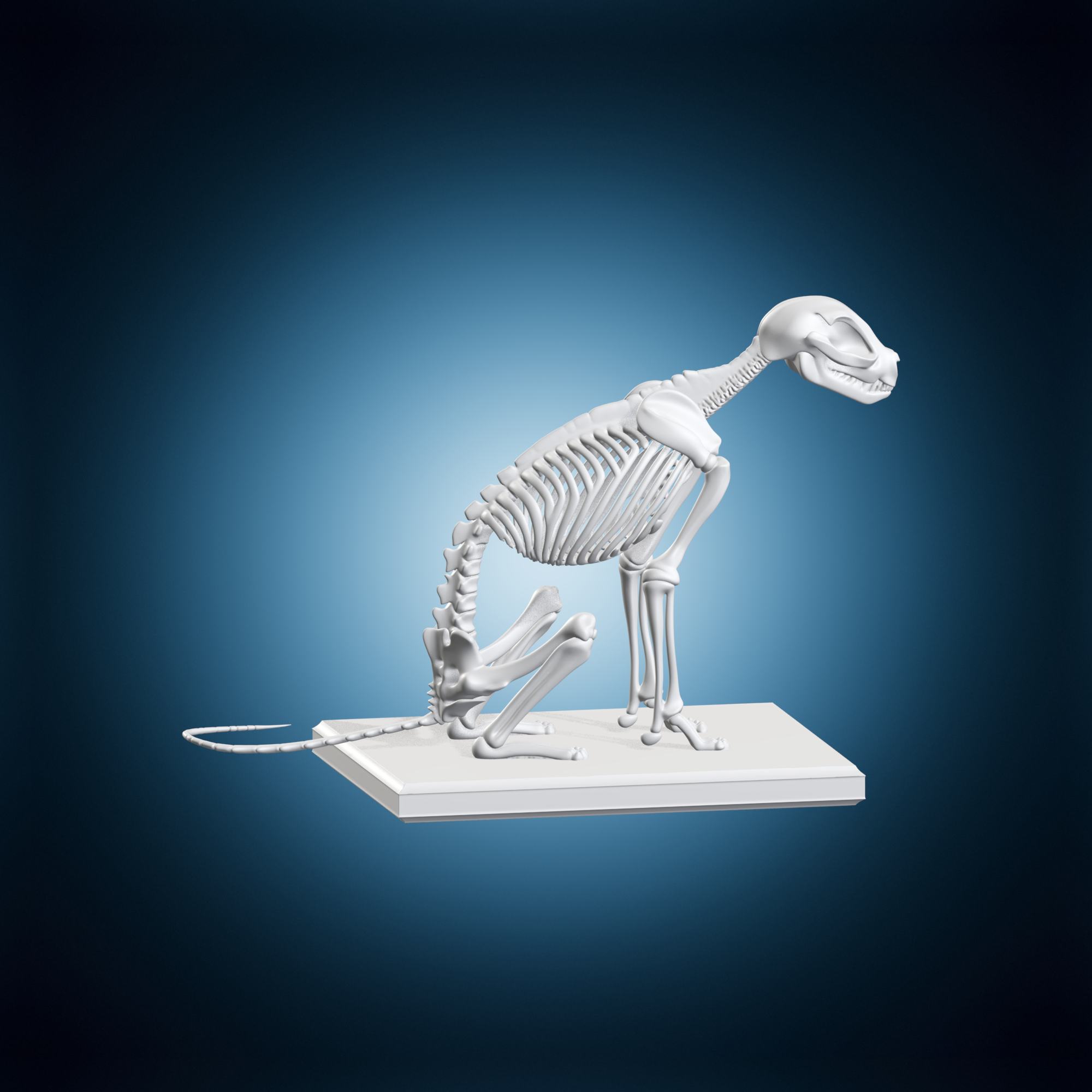 📁 Cat-skeleton-feline-anatomy-miniature-model 3D Print Model STL File ...