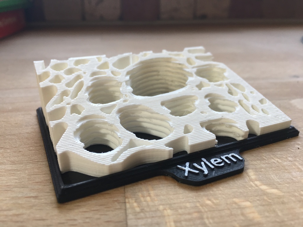 3D file Plant Xylem Structure Model with frame 🌿 ・3D printable design ...