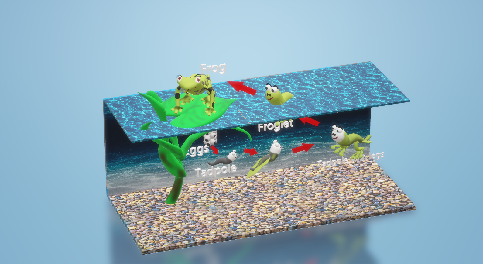 🐸 Life cycle of a frog・ 3D File for ・Cults