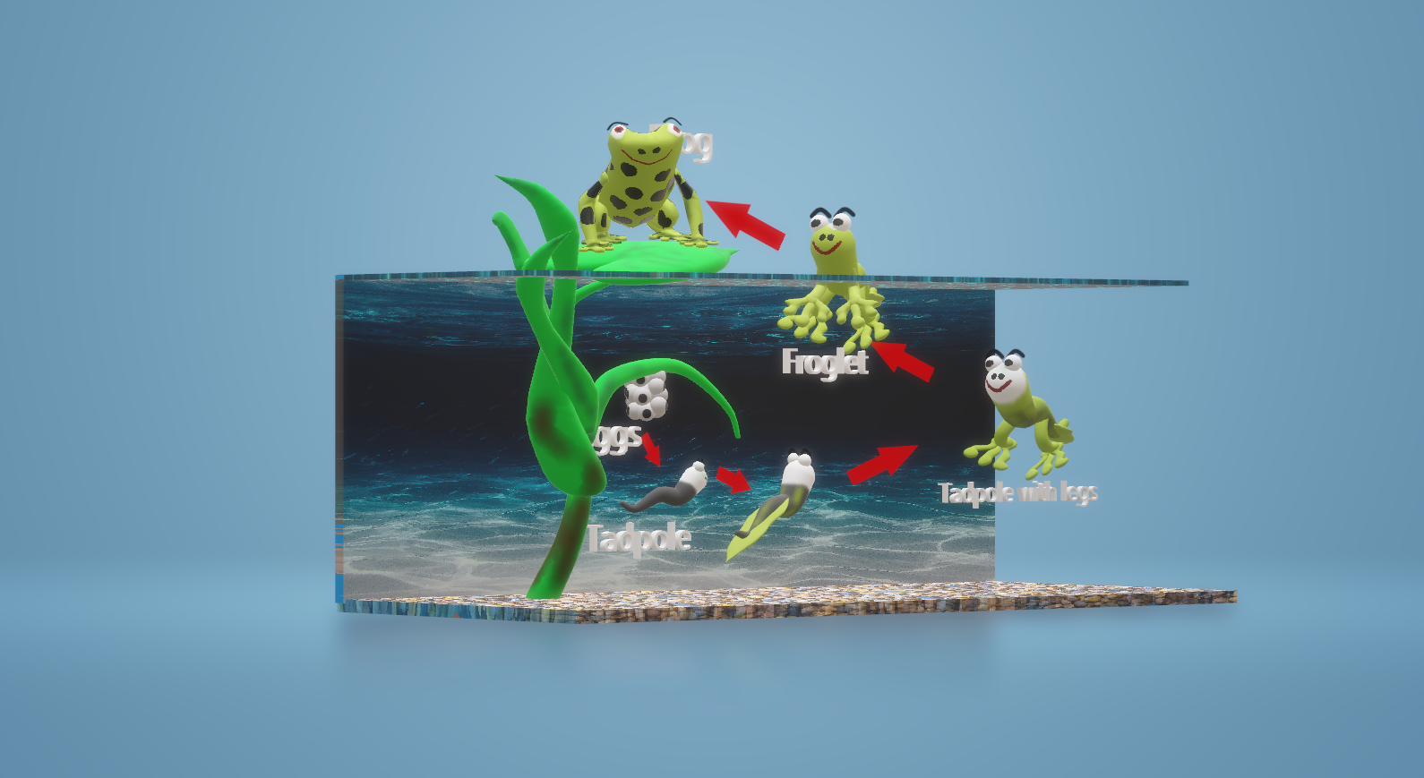 🐸 Life cycle of a frog・ 3D File for ・Cults