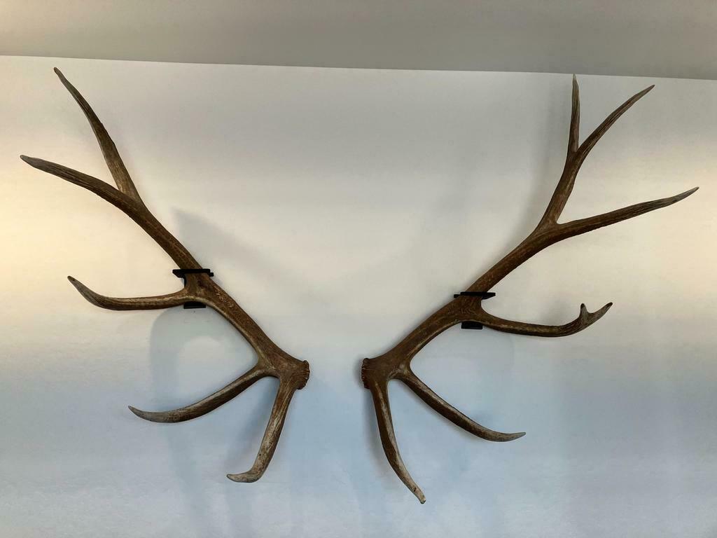 ⬅️ Elk Shed Antler Wall Mounts - Left, Right, Corded・Free 3D File for ・Cults