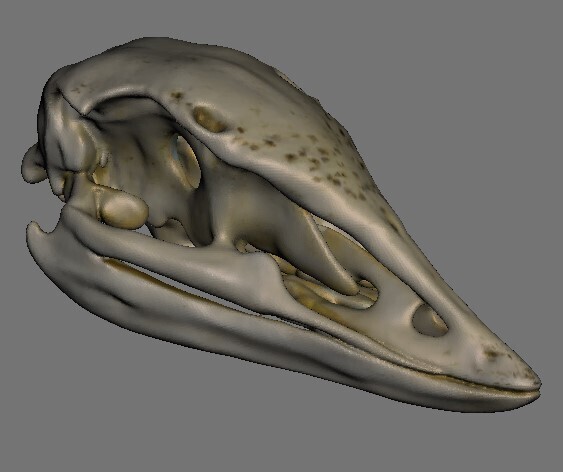 🐦 Bird Skulls・Free 3D File for ・Cults