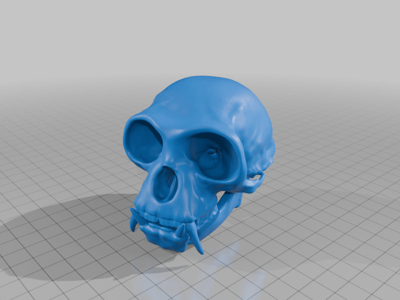 🦍 Primate Skulls・Free 3D File for ・Cults