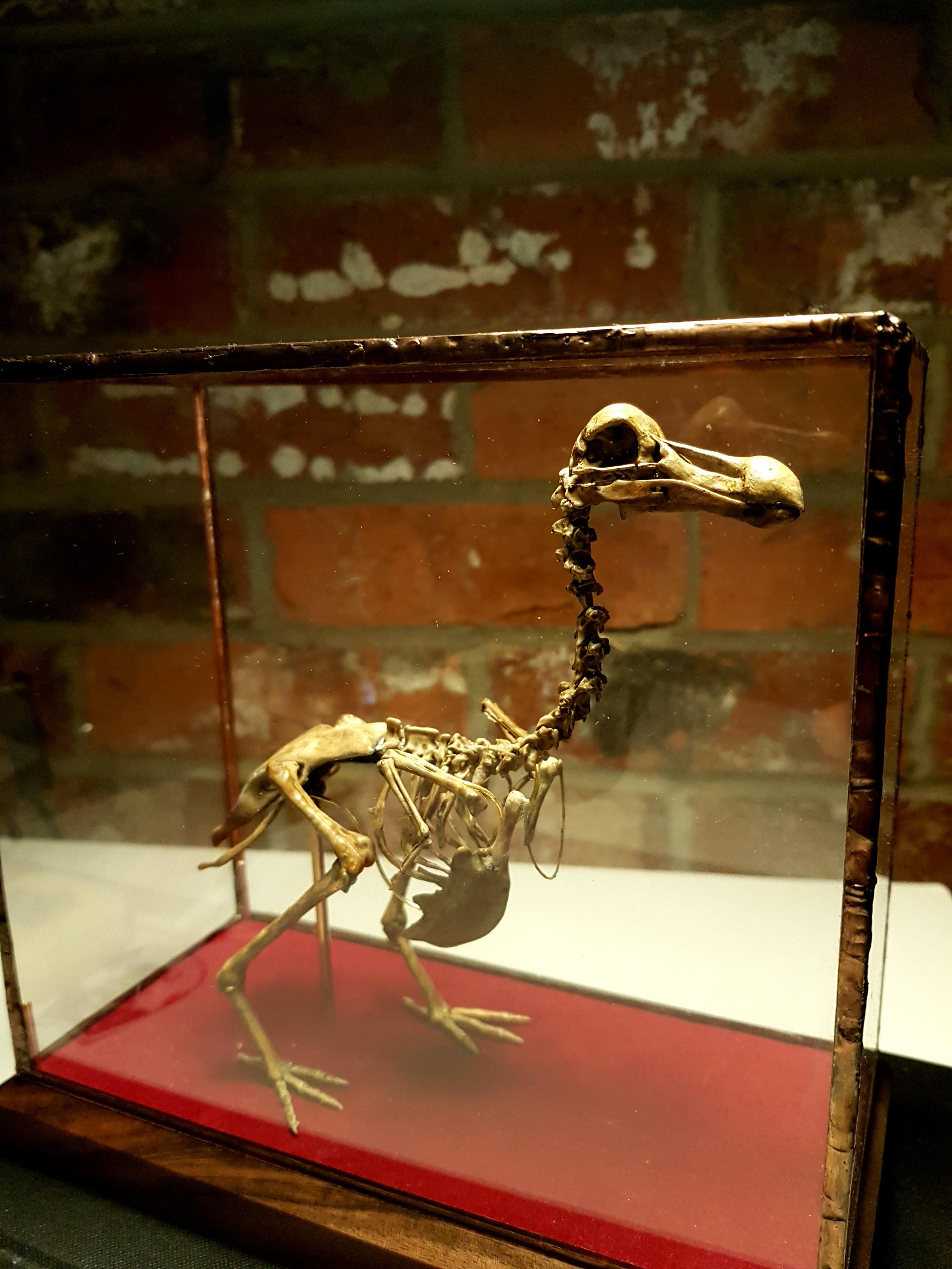 🦤 Dodo Skeleton (Accurate and High Detail)・ STL File for ・Cults