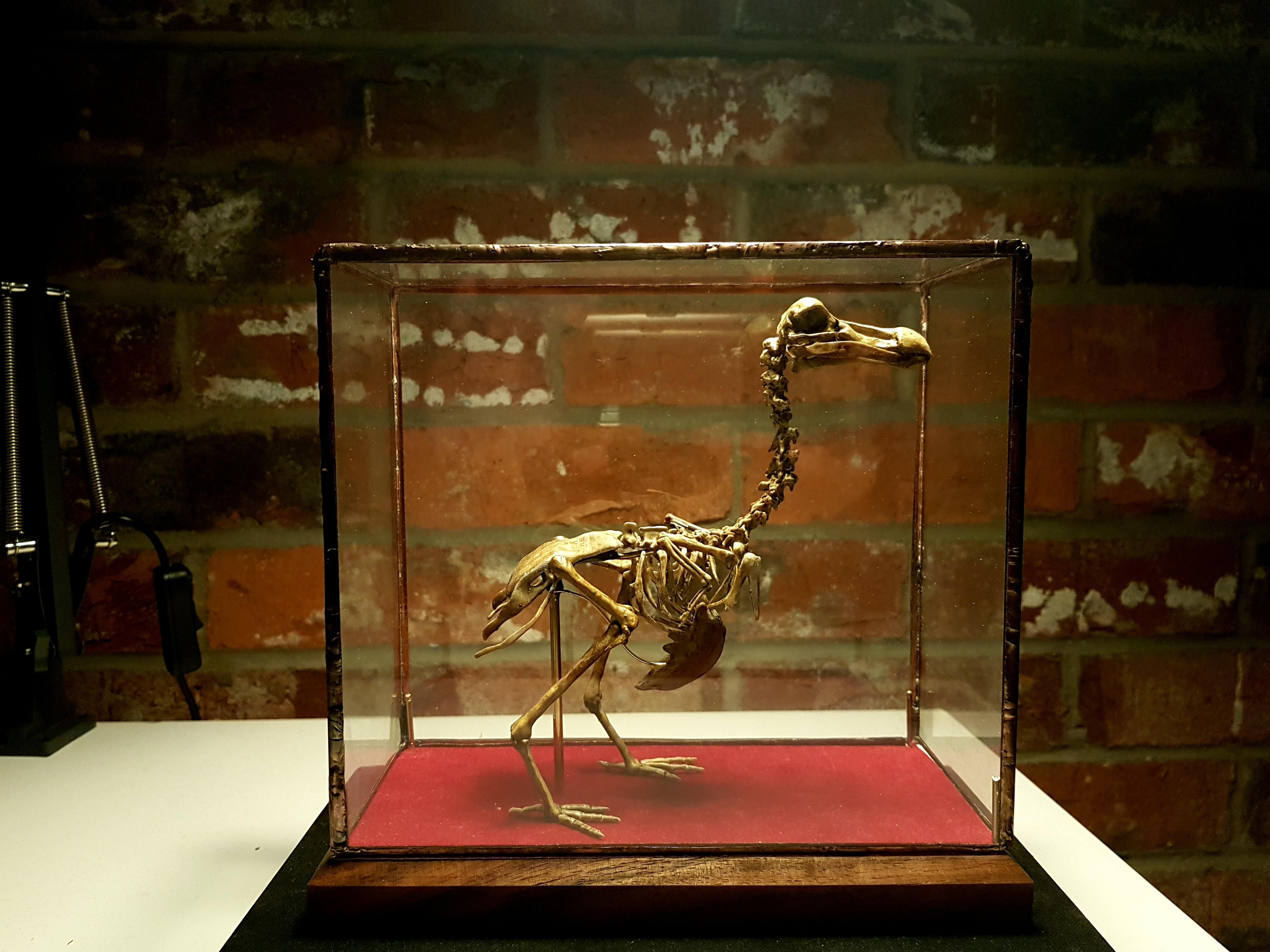 🦤 Dodo Skeleton (Accurate and High Detail)・ STL File for ・Cults