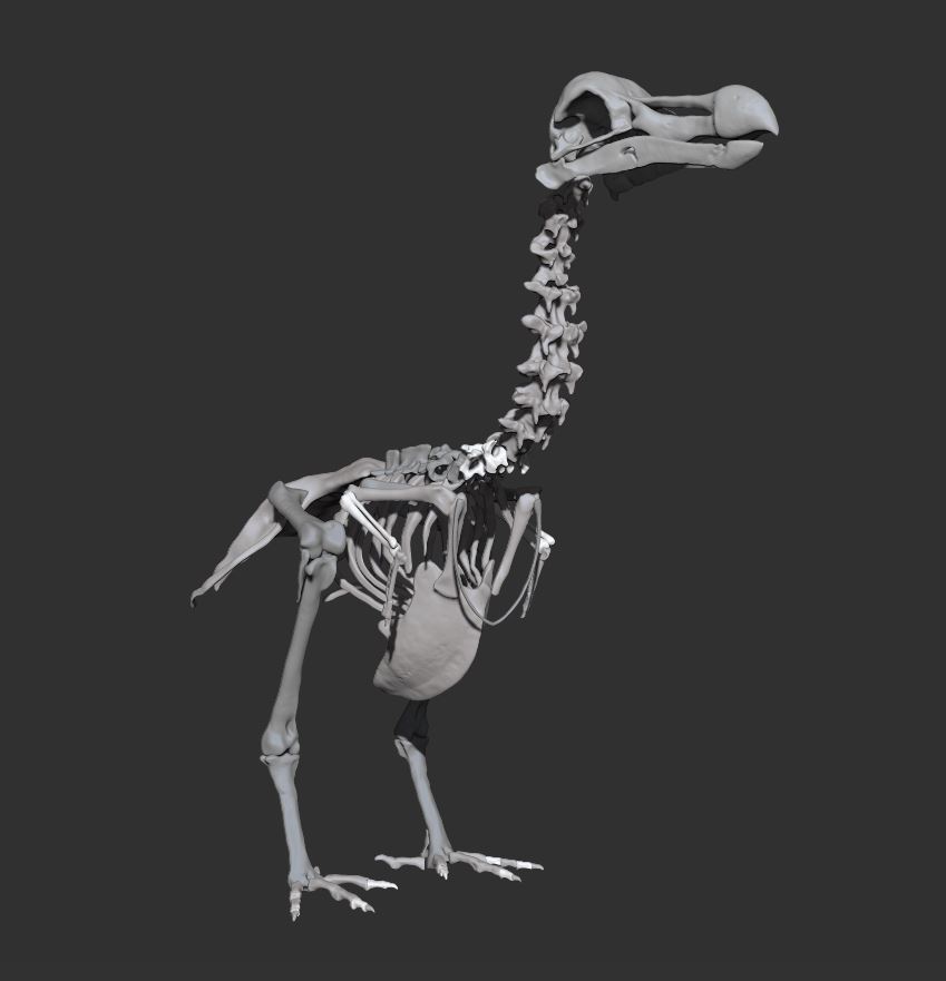 🦤 Dodo Skeleton (Accurate and High Detail)・ STL File for ・Cults