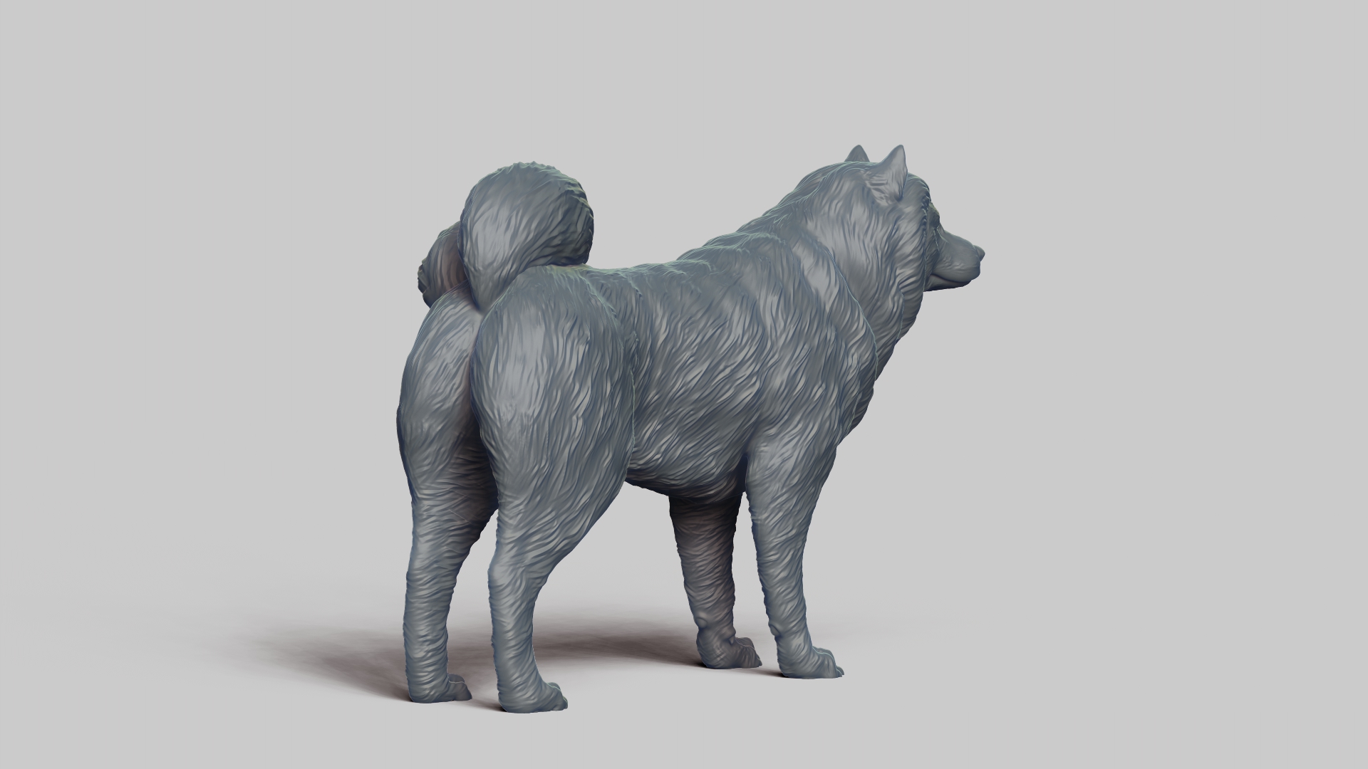 STL file Samoyed V2 🐕 ・3D printable model to download・Cults
