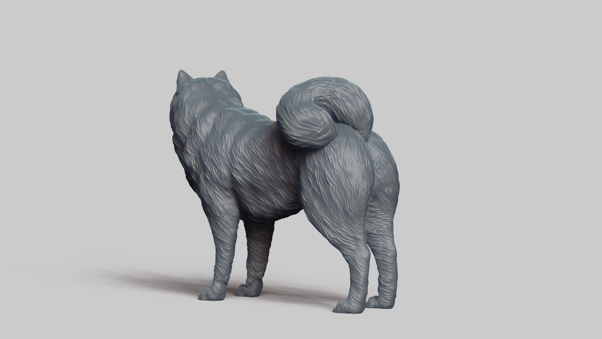 STL file Samoyed V2 🐕 ・3D printable model to download・Cults