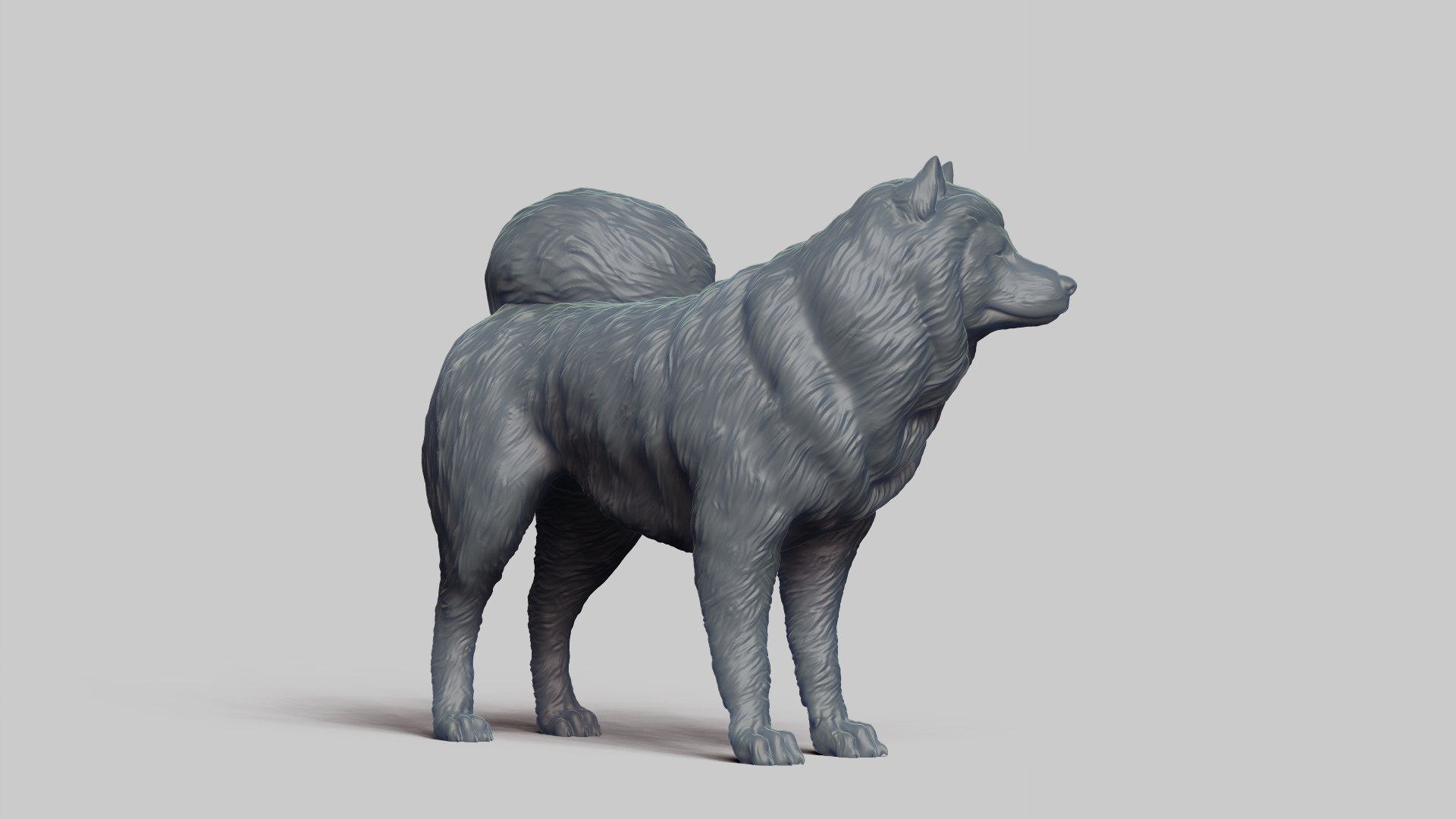 STL file Samoyed V1 🐕 ・3D printing idea to download・Cults