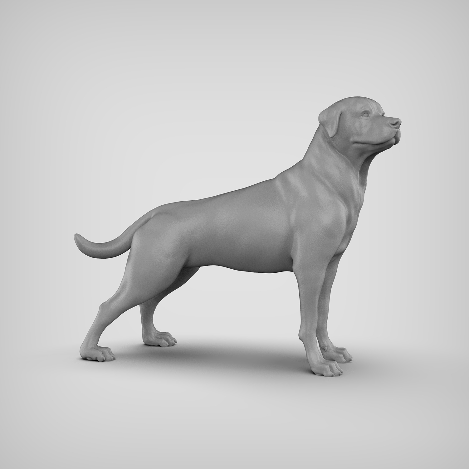 STL file Rottweiler Pose 02 🐕 ・3D print design to download・Cults