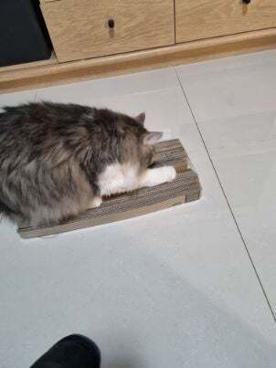 🐱 Cat Scratcher Cardboard Cutter・Free STL File for 3D printing・Cults