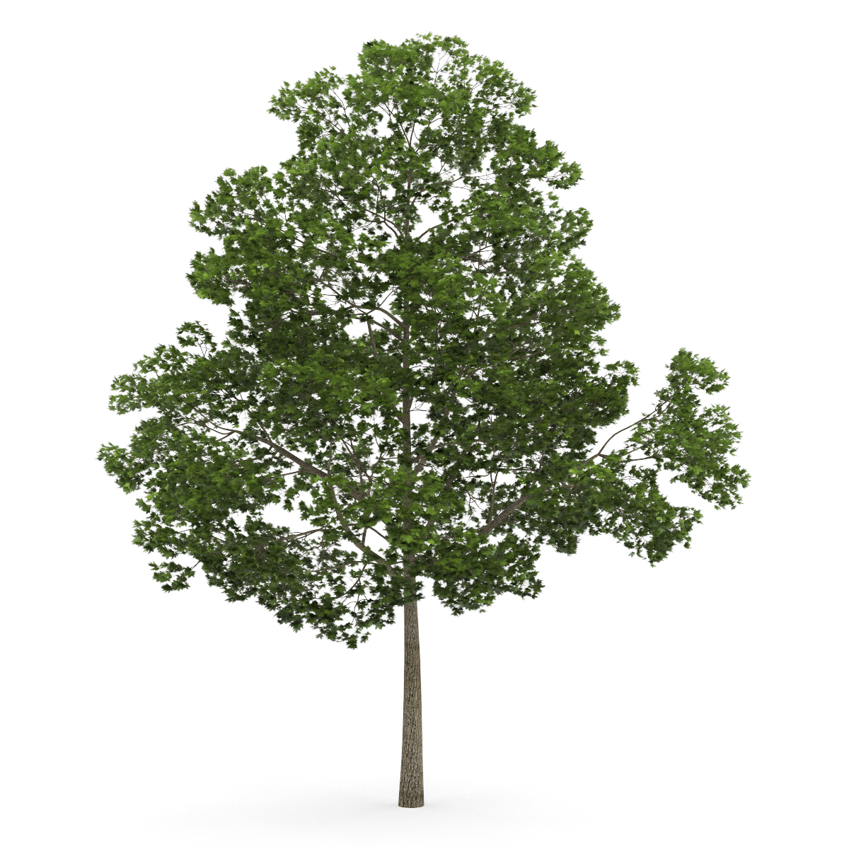Free 3D file tree 3d model 🌳 ・3D print design to download・Cults
