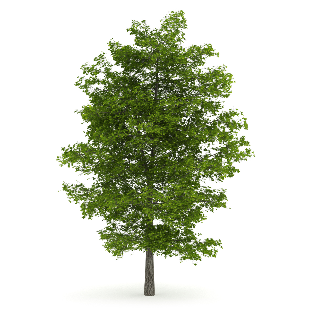 🌳 tree 3d model・Free 3D File for ・Cults