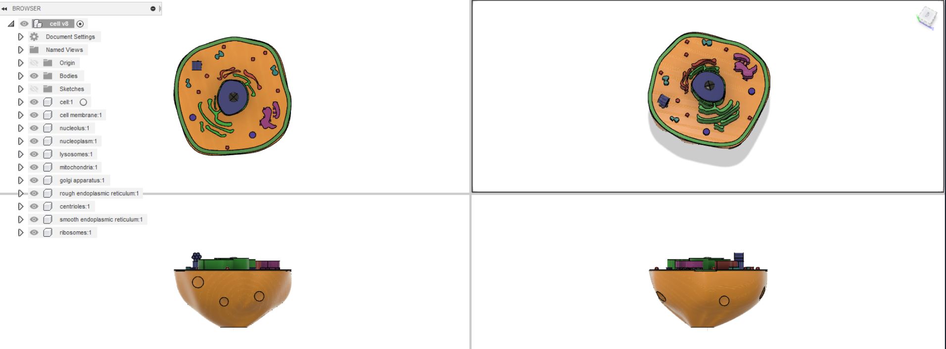 🌿 Animal cell・ STL File for ・Cults