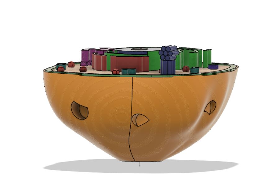 🌿 Animal cell・ STL File for ・Cults