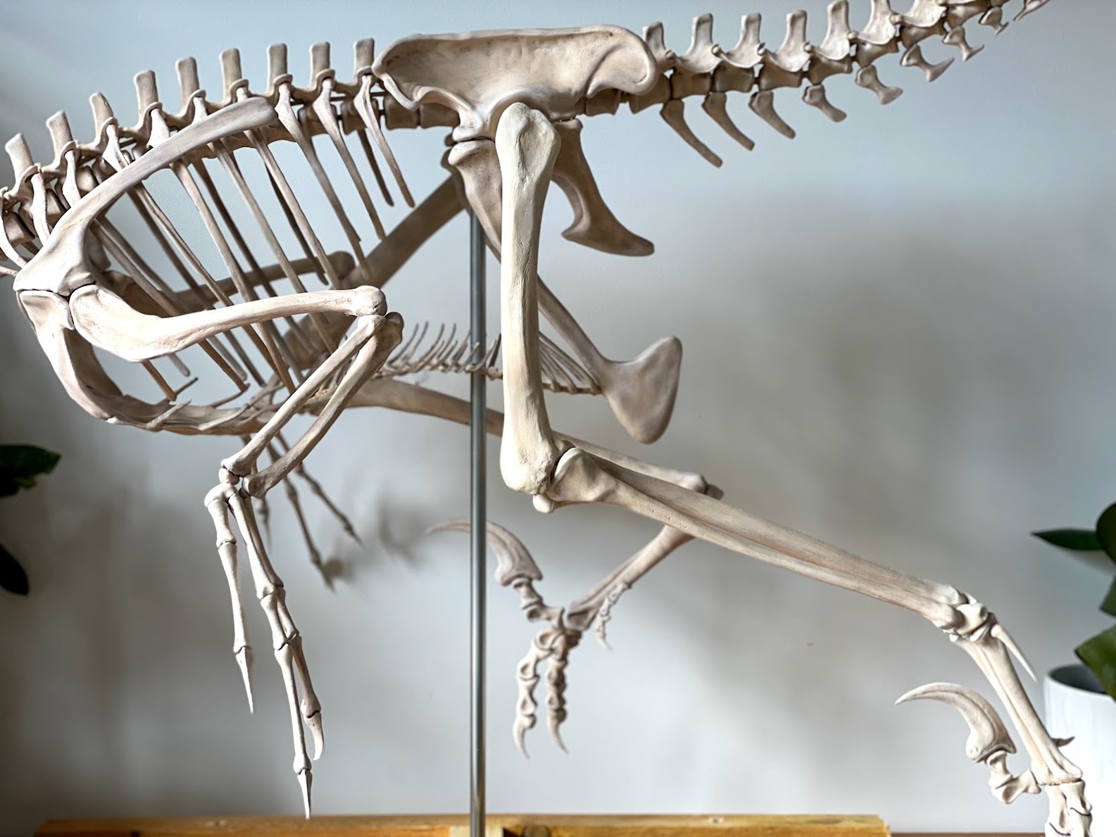 3D printer Full size Velociraptor skeleton Part05/05 • made with Ender ...