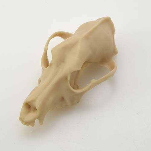 Dog Skull Front
