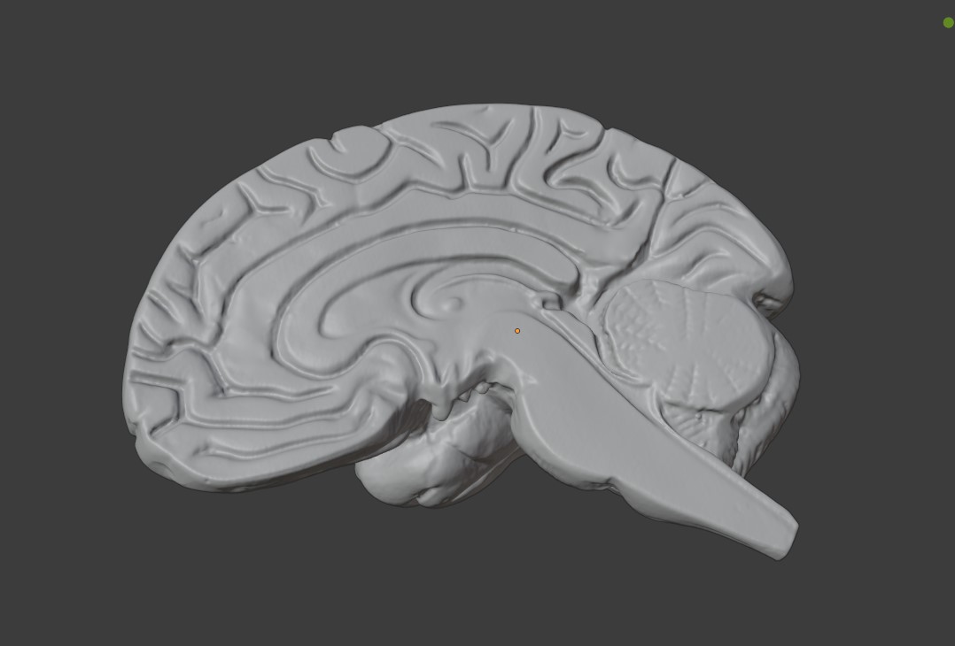 🧠Anatomic Half Of Brain Slice・ Stl File For ・cults