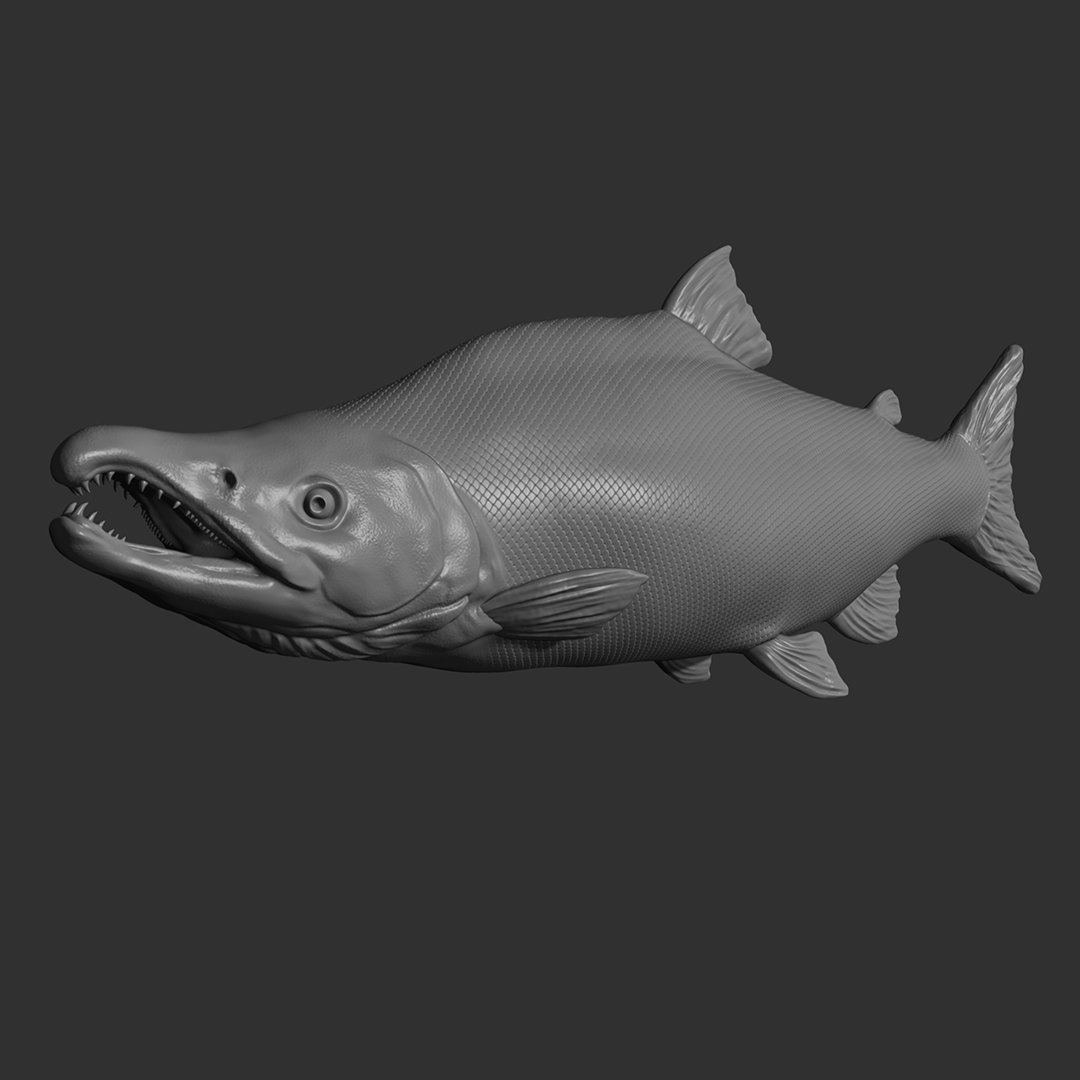 🗿 Sockeye salmon・ STL File for ・Cults