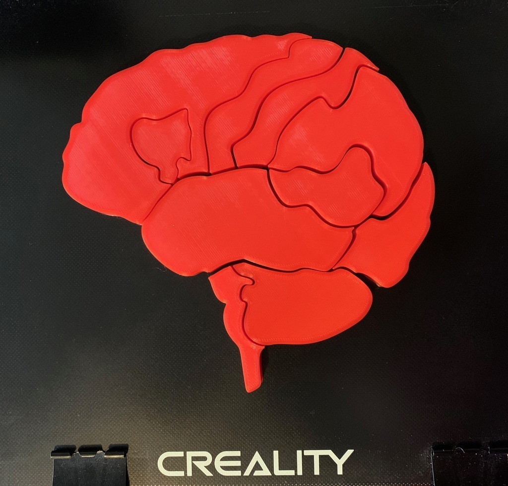 🧠 Brain Anatomy Puzzle・Free 3D File for ・Cults
