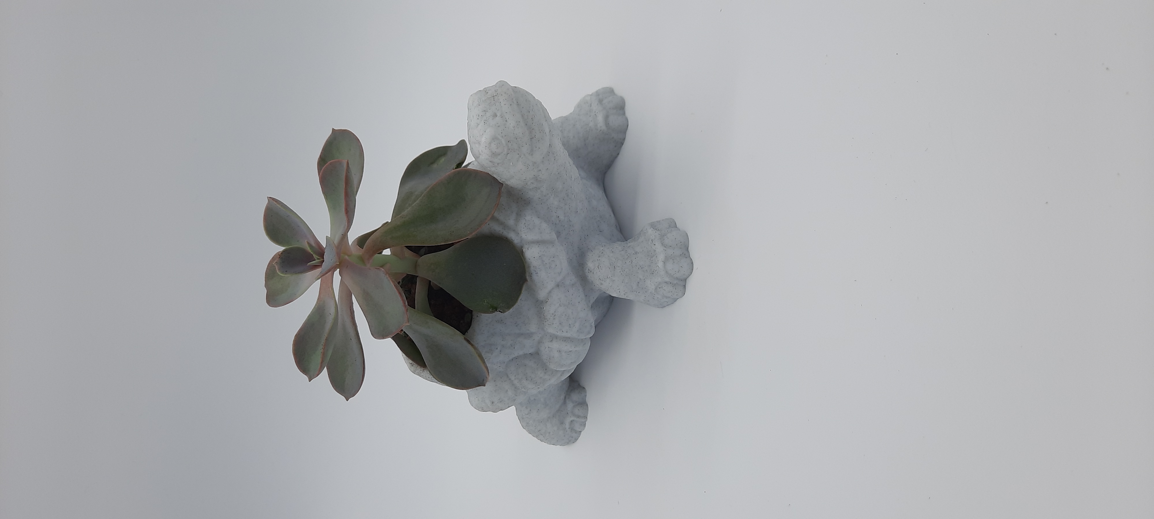 STL file SUCCULENT TURTLE PLANTER 🐢 ・Model to download and 3D print・Cults