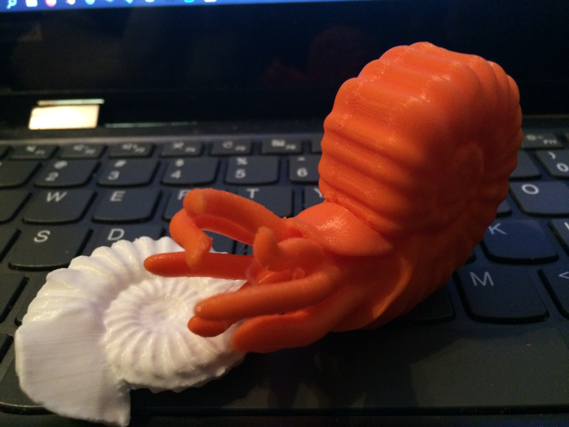 3D print アンモナイト（Ammonite）3Dデータ・Cults