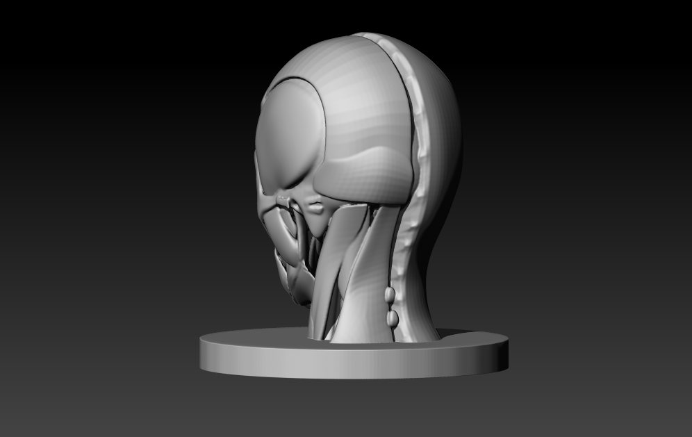 👹 Head Muscle Anatomy・Free STL File for ・Cults