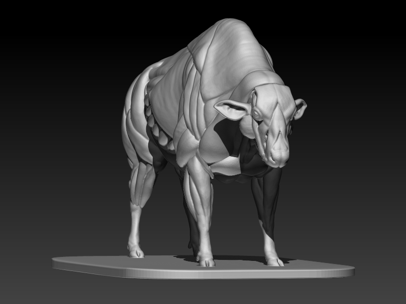 🐂 Bull Muscles Anatomy・Free STL File for ・Cults
