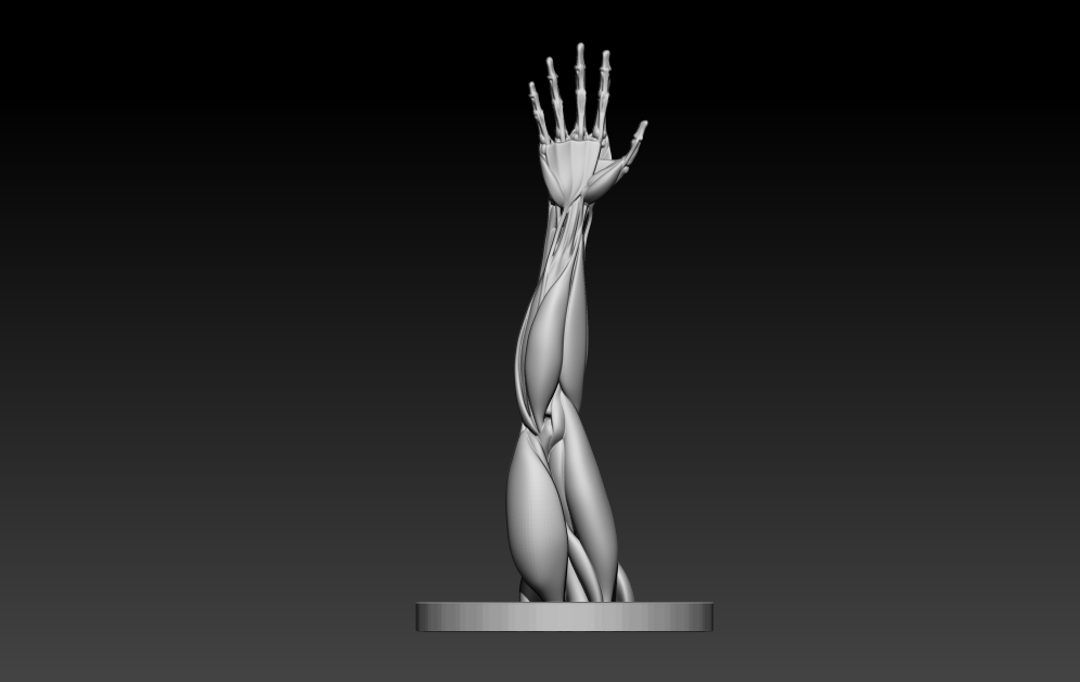 Human Male Arm Anatomy 3d Model Cgstudio