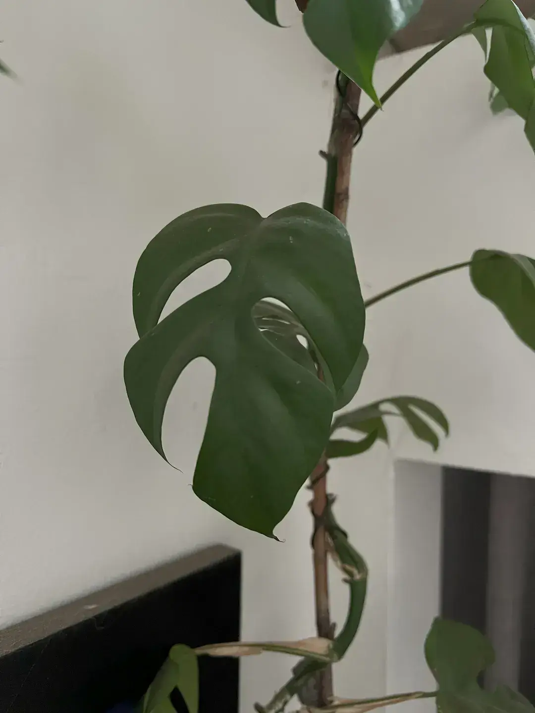 3D-Datei Monstera Leaf Wandskulptur kostenlos 🖼 ・Design für 3D-Drucker ...