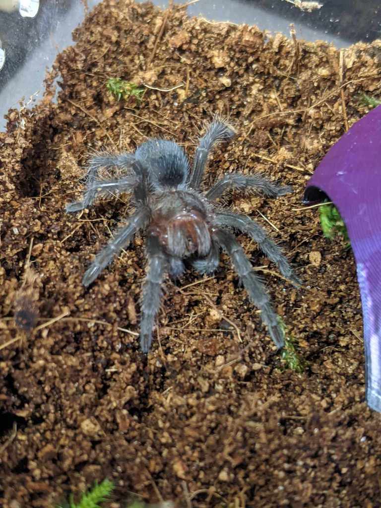 🐾 Tarantula Sling Hide・Free 3D File for ・Cults