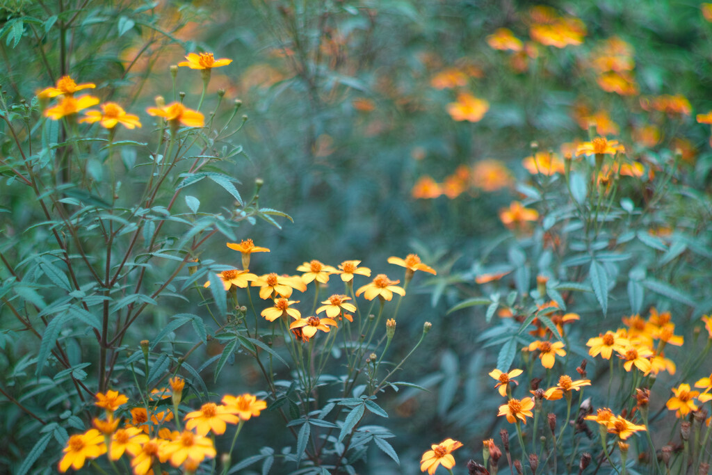 📷 M42-SA Adapter (M42 Lens to Sigma SD1/ SDQ/ SD15...)・Free 3D File for ...