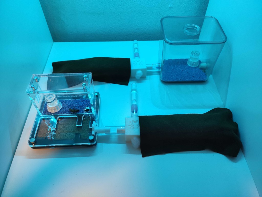 Free 3D file Formicarium for very new colonies - Replace water without ...