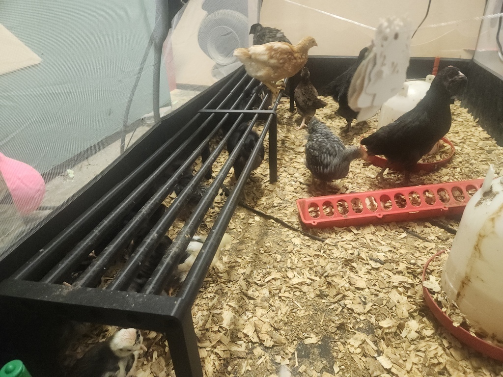 Archivo 3D gratis Chicken Perch 🐔 ・Plan para descargar y imprimir en 3D ...