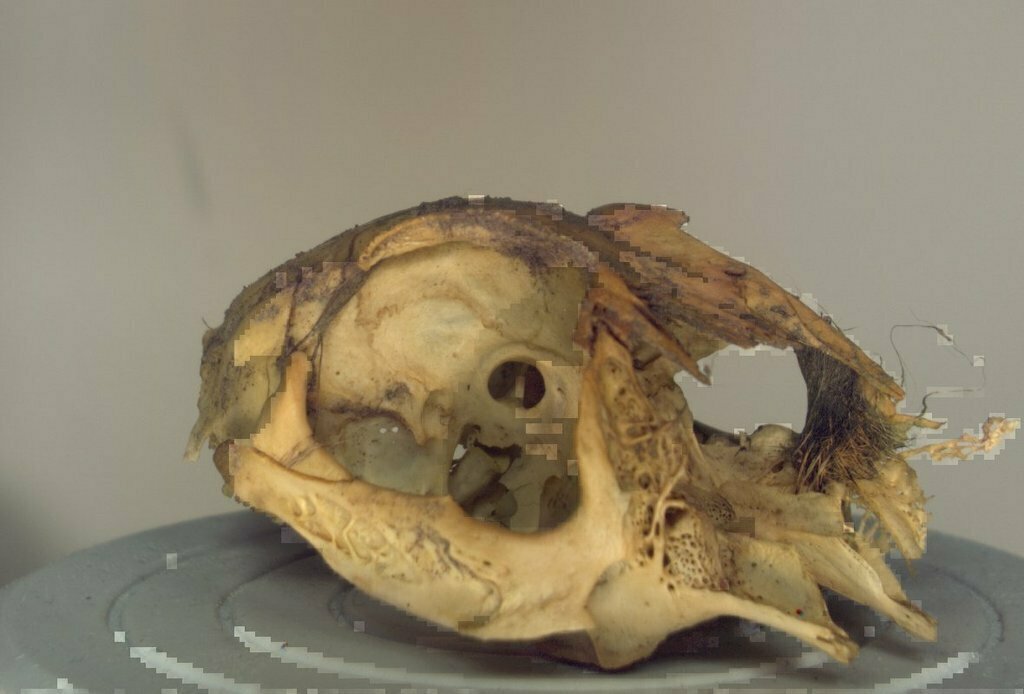 🐇 Rabbit skull・Free 3D File for ・Cults