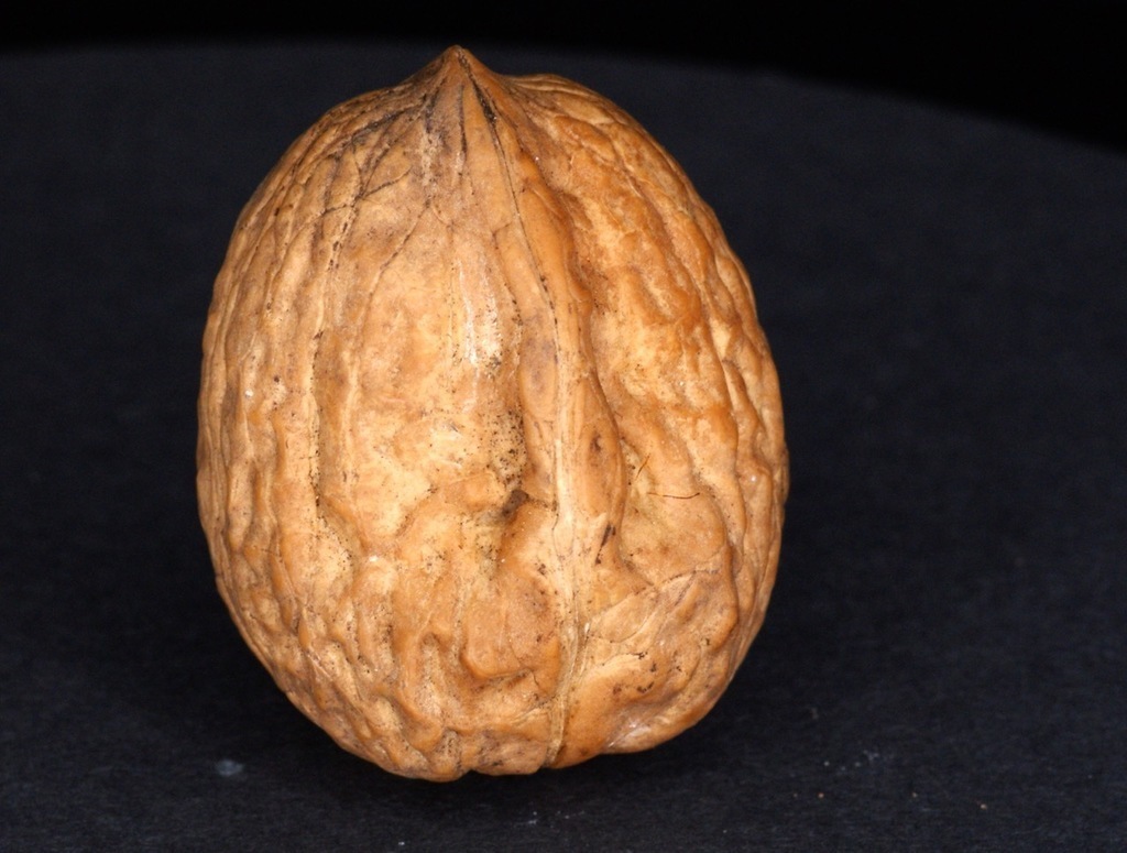 🎄 Gilded Walnut Christmas Decoration・Free STL File for 3D printing・Cults