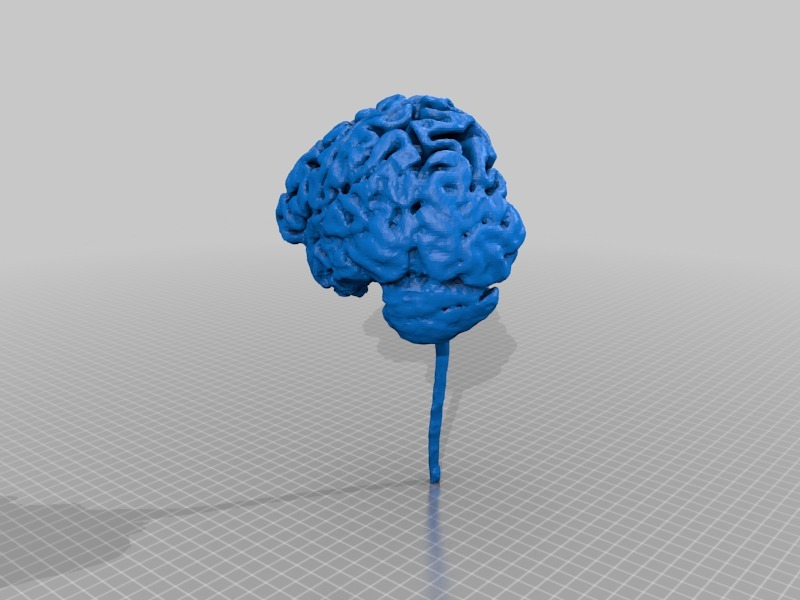 🧠 My brain; scanned from an MRI・Free 3D File for ・Cults