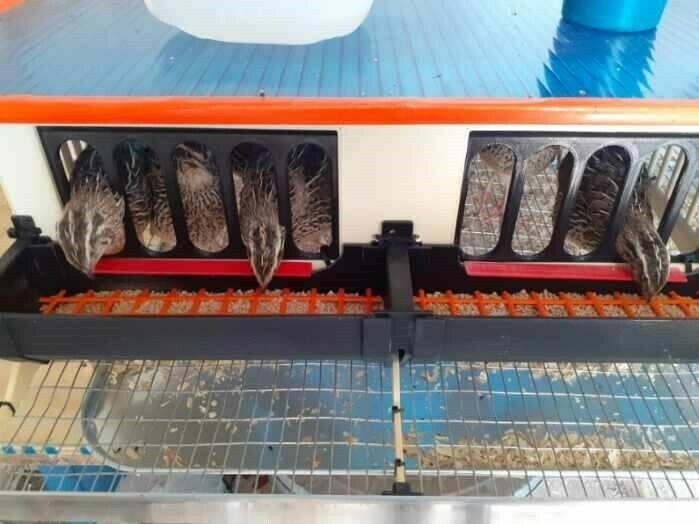 ⚽ Quail Breeding Cage・Free 3D File for ・Cults