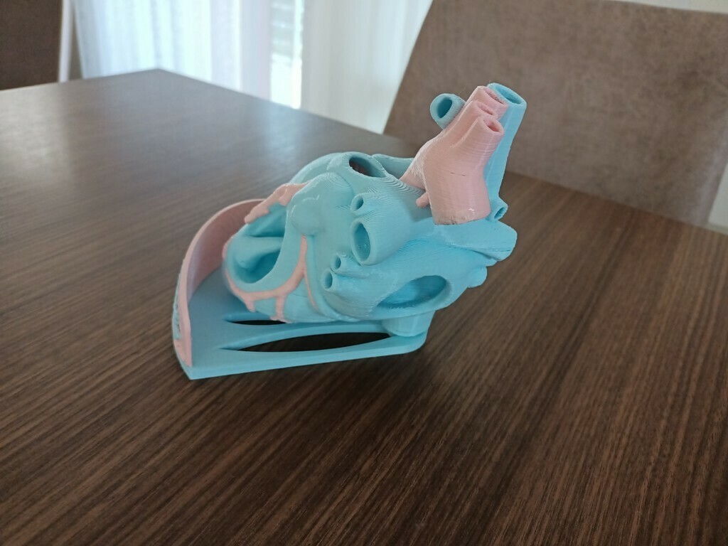 🫀 anatomical heart holed modified dual color・Free 3D File for ・Cults