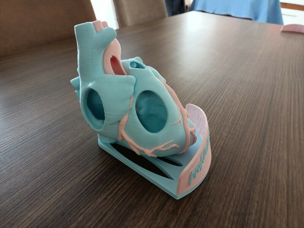 🫀 anatomical heart holed modified dual color・Free 3D File for ・Cults