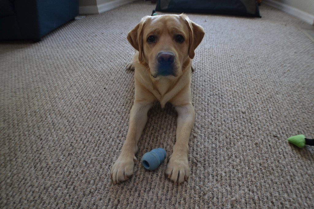 🐕 Kong Classic Dog Toy Plugs・Free 3D File for ・Cults