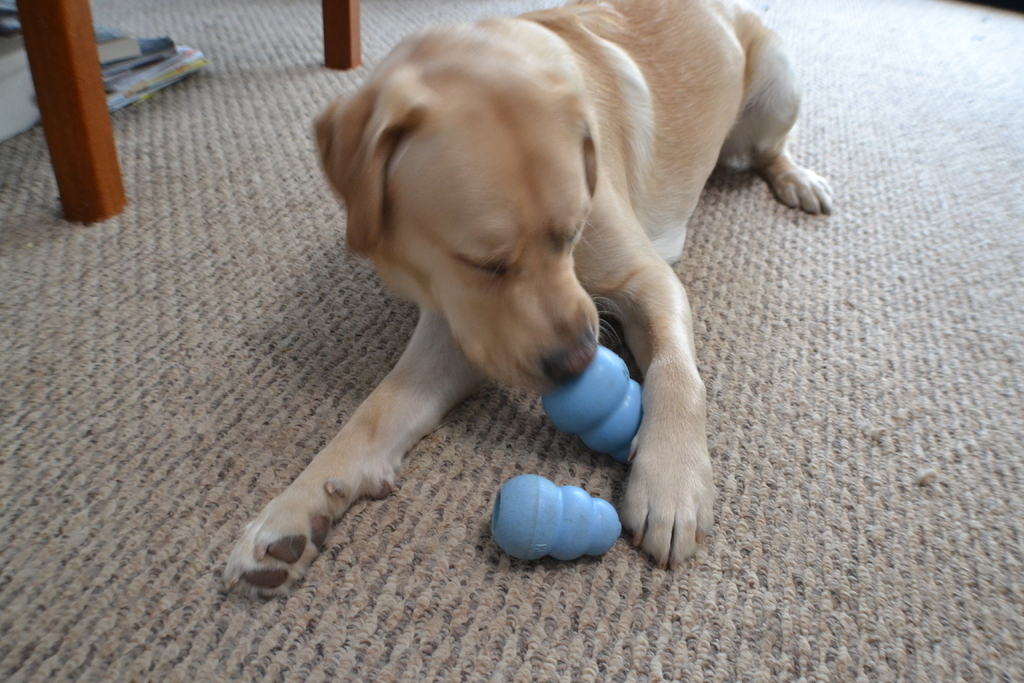 🐕 Kong Classic Dog Toy Plugs・Free 3D File for ・Cults