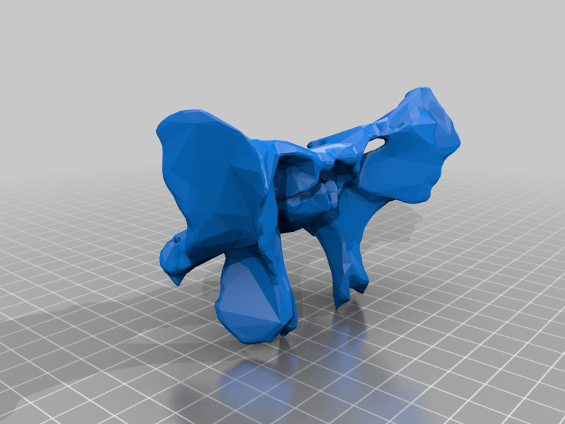 🦴 BodyParts3D sphenoid bone with pterygoid canal and foramen spinosum ...