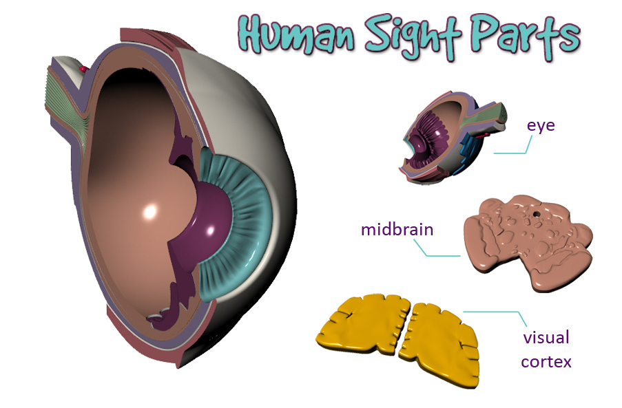 👁️ Human Sight Parts (Eye, midbrain and visual cortex)・Free 3D File for ...